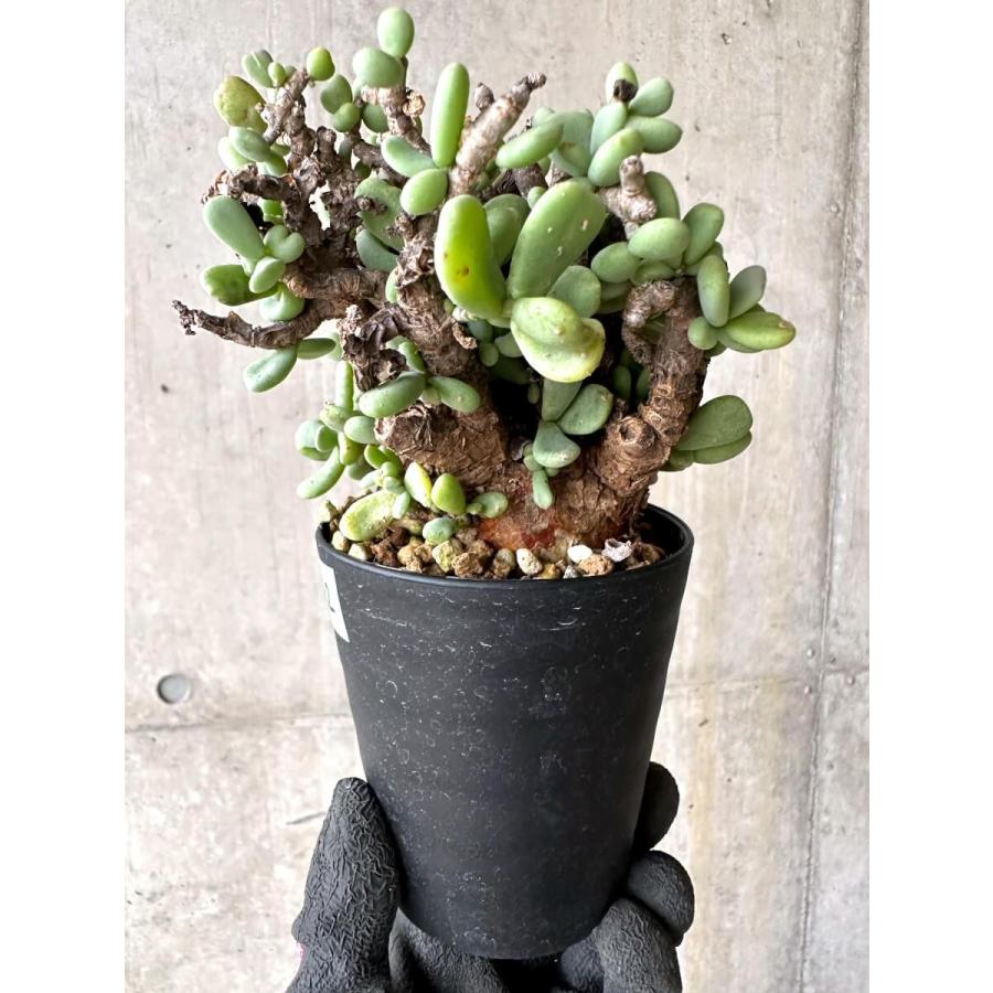 【現品限り】ケラリア・ピグマエア 現地株【O62】 Ceraria pygmaea【植物】塊根植物 夏型 コーデックス : プラント ブラザーズ - 通販 - Yahoo!ショッピング