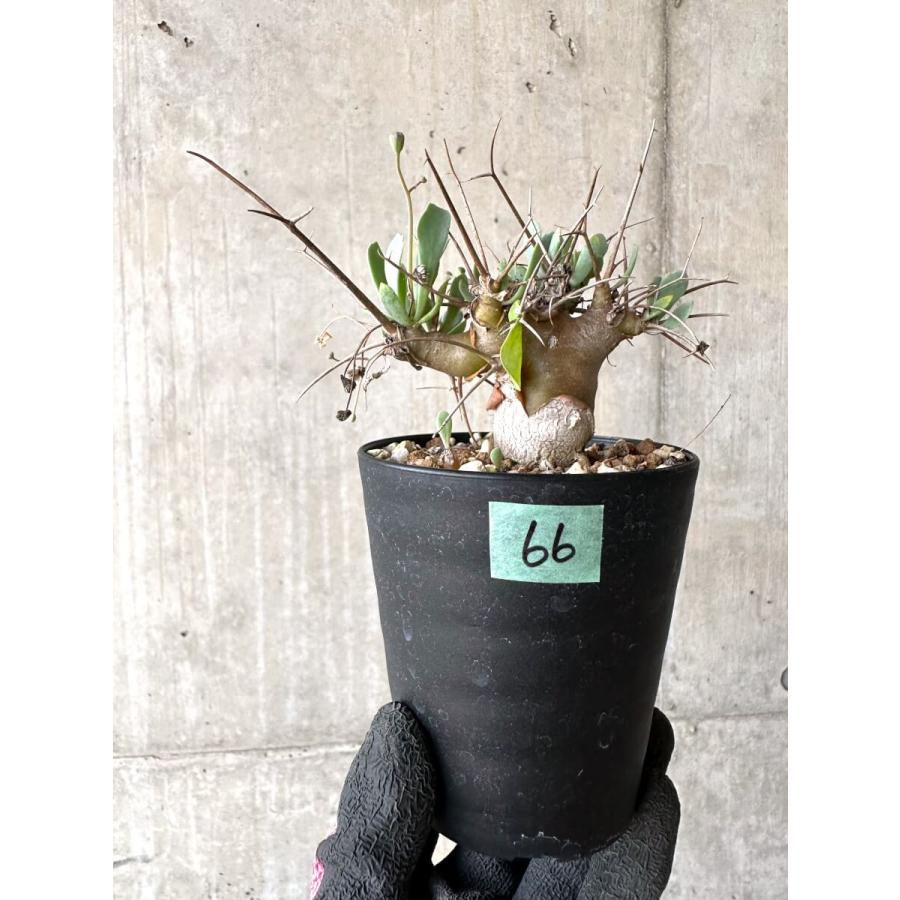 【現品限り】オトンナ・ユーフォルビオイデス【O66】 Othonna euphorbioides【植物】塊根植物 夏型 コーデックス ...