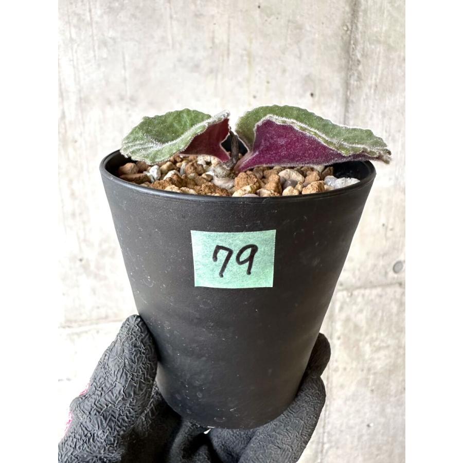 【現品限り】チレコドン・シングラリス【O79】 Tylecodon singularis【植物】塊根植物 夏型 コーデックス : プラント ...
