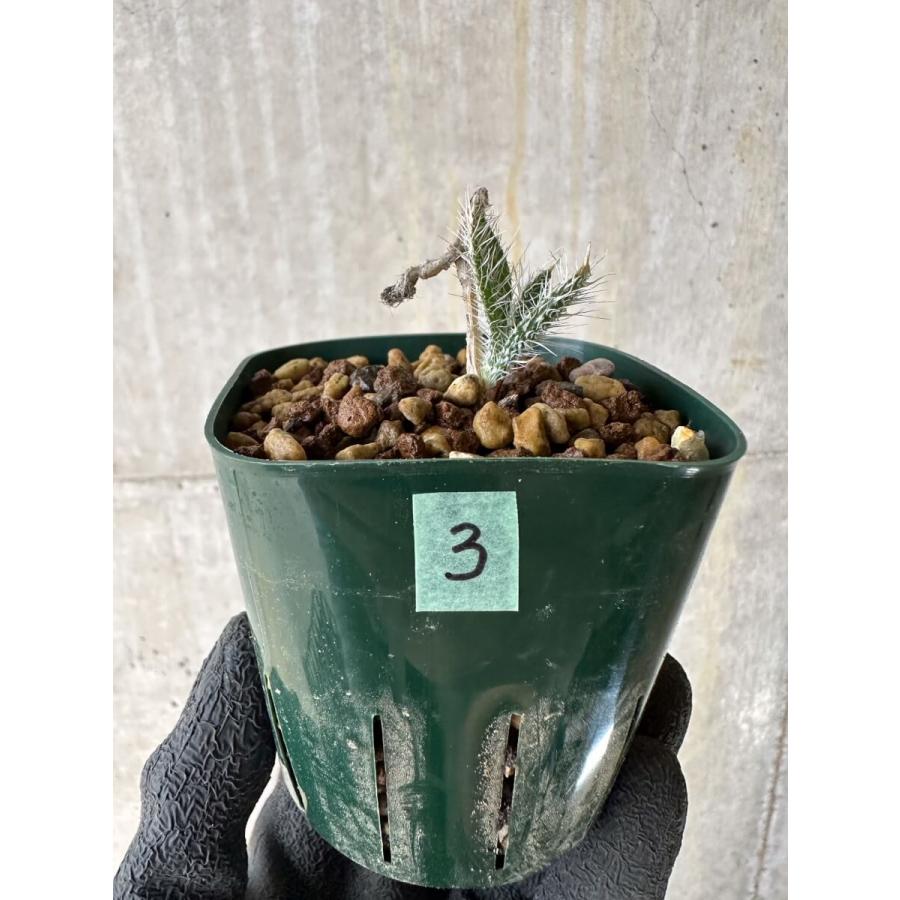 【現品限り】ゲチリス・セトーサ【P3】 Gethyllis setosa【植物】塊根植物 夏型 コーデックス : プラント ブラザーズ ...