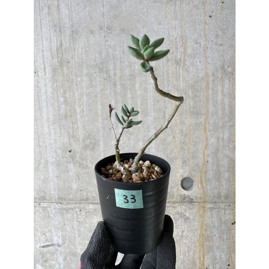 【現品限り】チレコドン・シミリス【P33】 Tylecodon similis【植物】塊根植物 夏型 コーデックス : プラント ブラザーズ ...