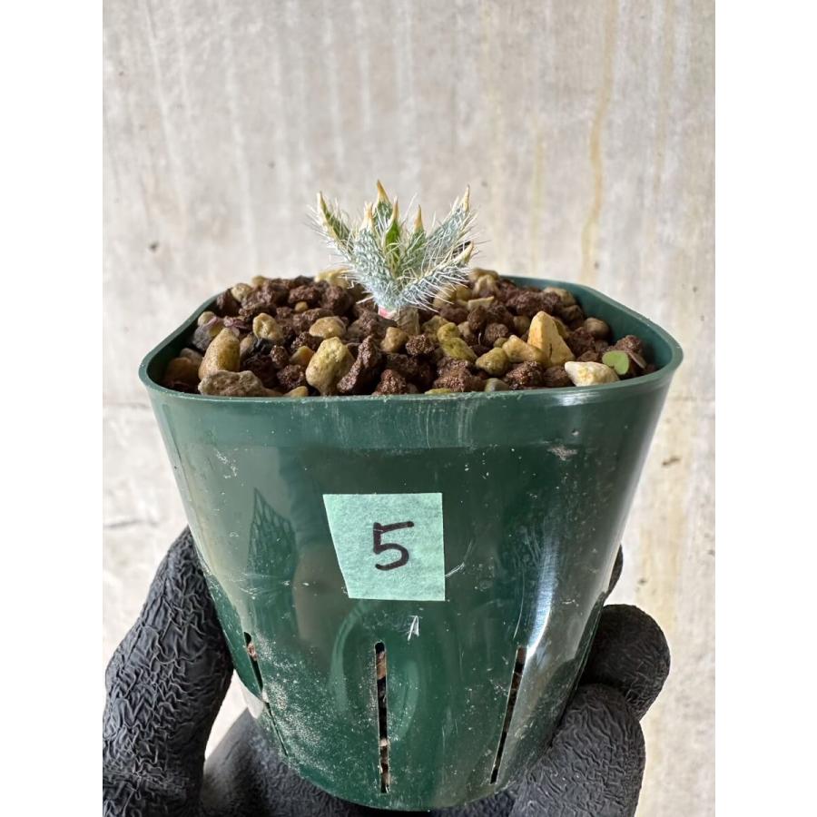 【現品限り】ゲチリス・セトーサ【P5】 Gethyllis setosa【植物】塊根植物 夏型 コーデックス : プラント ブラザーズ ...