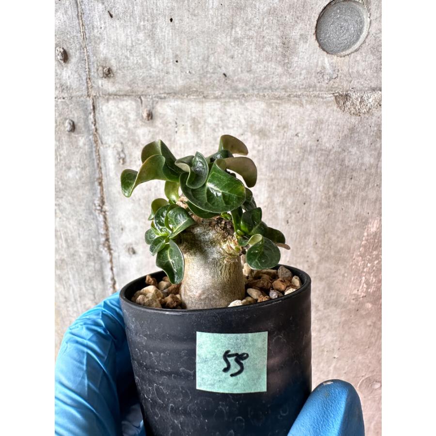 【現品限り】アデニウム・DHA 葉巻【A55】 Adenium DHA【植物】塊根植物 夏型 コーデックス : プラント ブラザーズ - 通販 ...