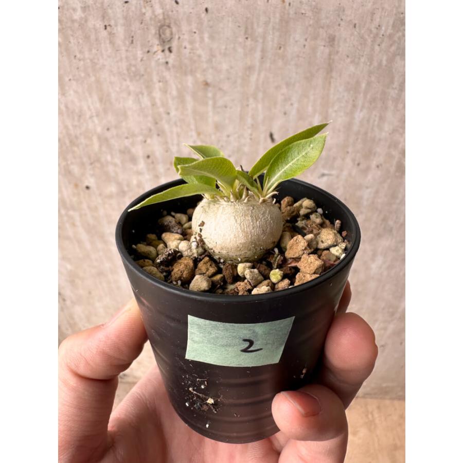 【現品限り】パキポディウム・エニグマチカム【B2】 Pachypodium enigmaticum【植物】塊根植物 夏型 コーデックス : plants240524b2 : プラント ...