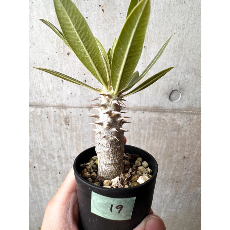 【現品限り】パキポディウム・ロスラーツム 実生【C19】 Pachypodium rosulatum【植物】塊根植物 夏型 コーデックス : プラント ブラザーズ - 通販 - Yahoo ...