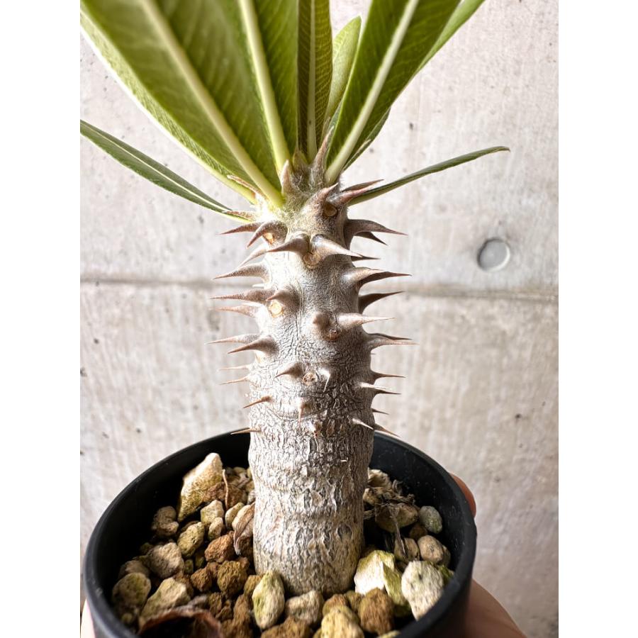 【現品限り】パキポディウム・ロスラーツム 実生【C19】 Pachypodium rosulatum【植物】塊根植物 夏型 コーデックス : プラント ブラザーズ - 通販 - Yahoo ...