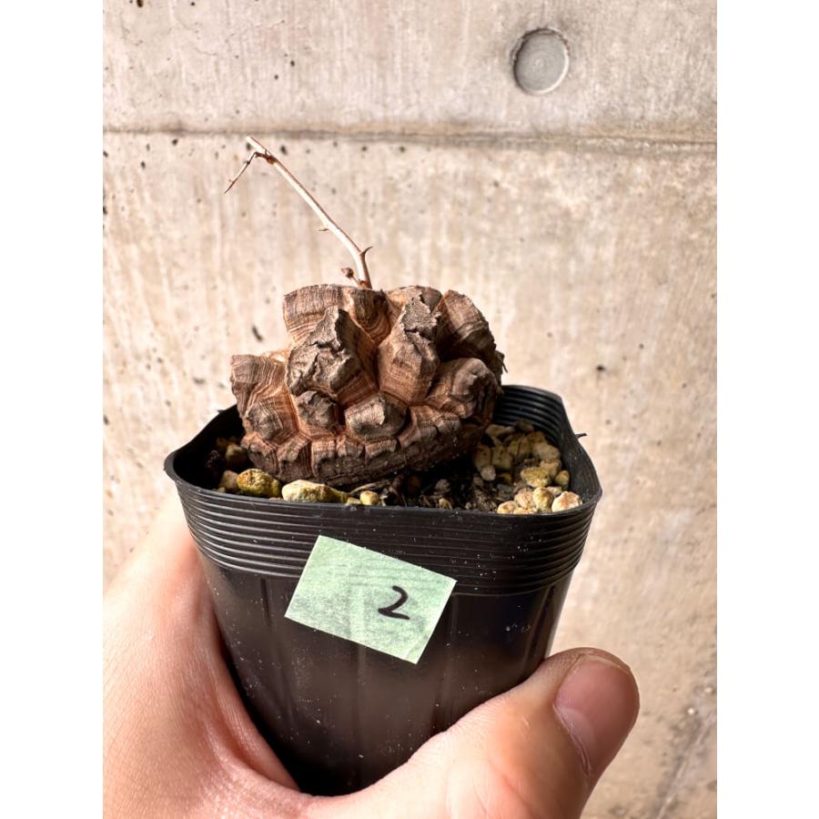 【現品限り】アフリカ亀甲竜【E2】 Dioscorea elephantipes【植物】塊根植物 夏型 コーデックス : プラント ブラザーズ ...