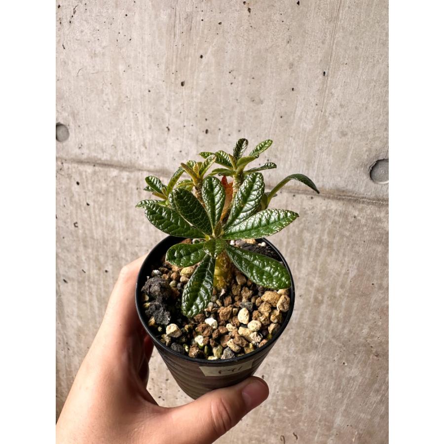 【現品限り】ドルステニア・ギガス 実生【F41】 Dorstenia gigas【植物】塊根植物 夏型 コーデックス : plants240711f41 : プラント ブラザーズ - 通販 ...