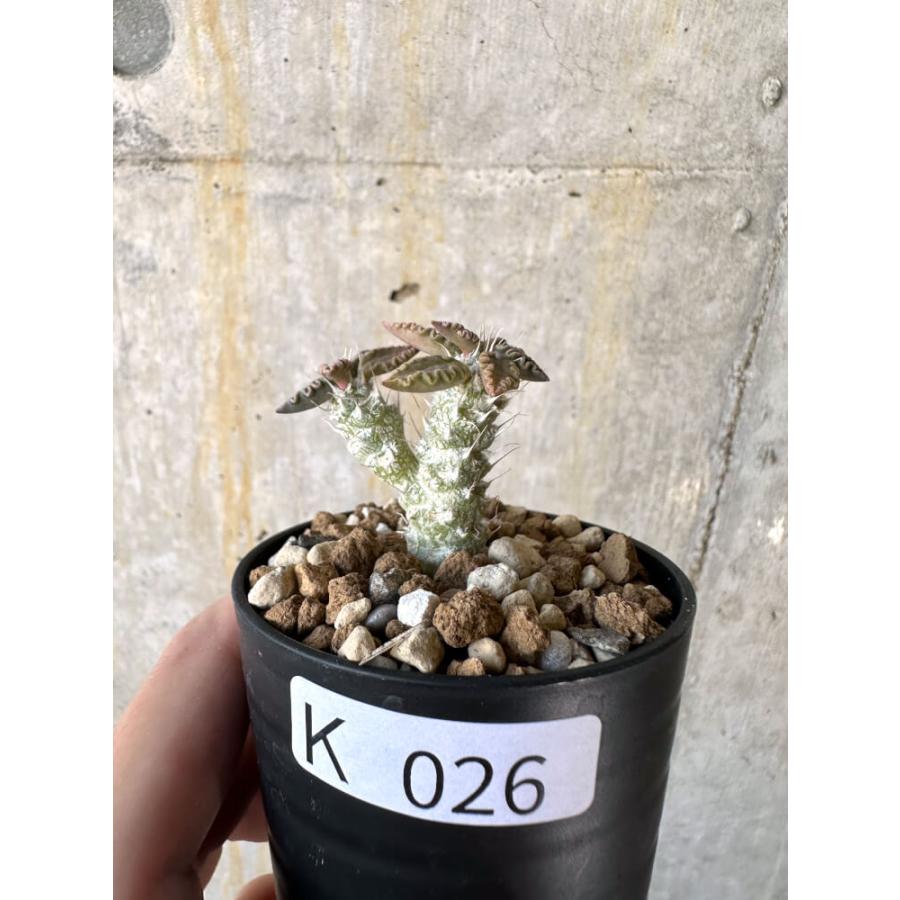 【現品限り】ユーフォルビア・トゥレアレンシス【K26】 Euphorbia tulearensis【植物】塊根植物 夏型 コーデックス : プラント ブラザーズ - 通販 - Yahoo!ショッピング