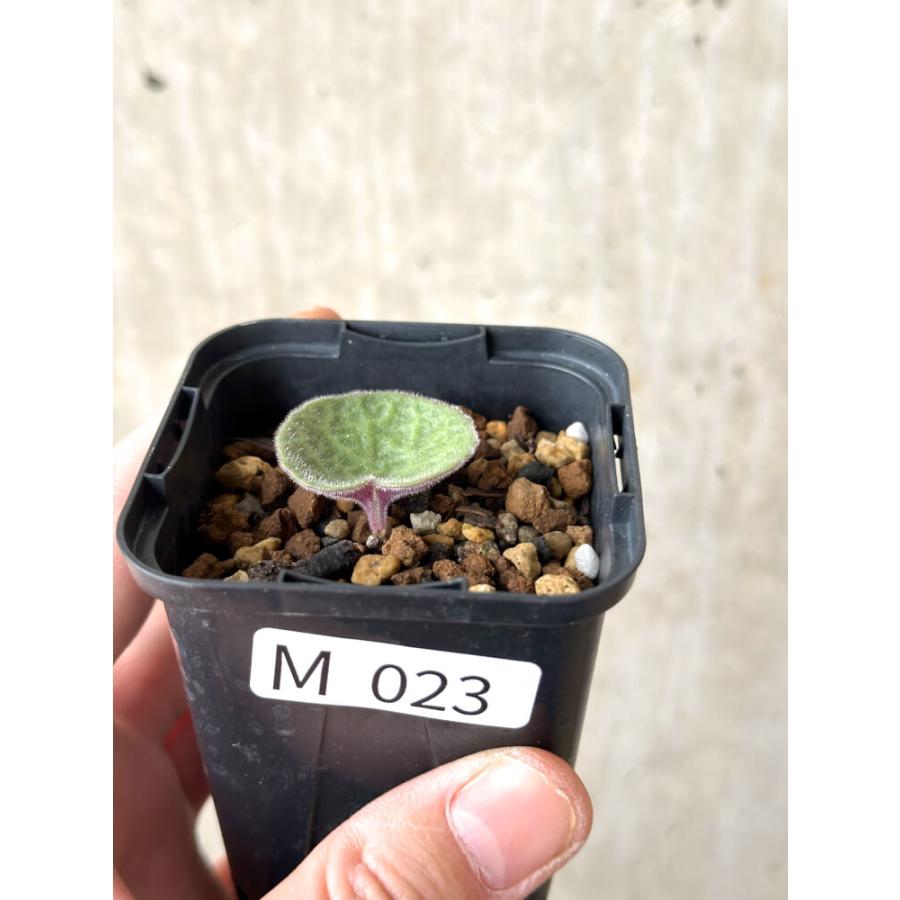 【現品限り】チレコドン・シングラリス【M23】 Tylecodon singularis【植物】塊根植物 夏型 コーデックス : プラント ...