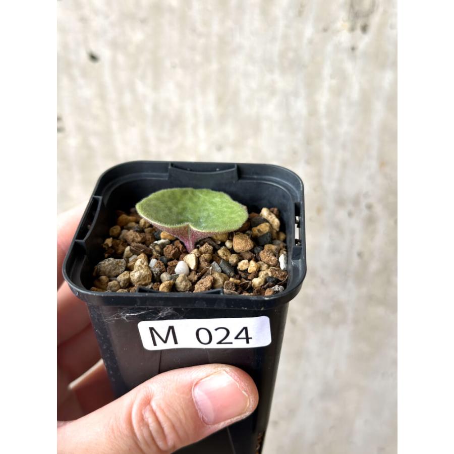 【現品限り】チレコドン・シングラリス【M24】 Tylecodon singularis【植物】塊根植物 夏型 コーデックス : プラント ...