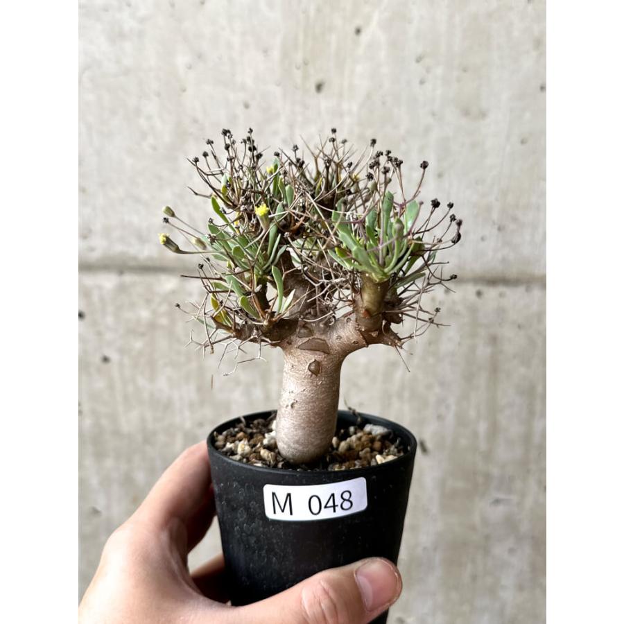 【現品限り】オトンナ・ユーフォルビオイデス【M48】 Othonna euphorbioides【植物】塊根植物 夏型 コーデックス : プラント ブラザーズ - 通販 - Yahoo!ショッピング