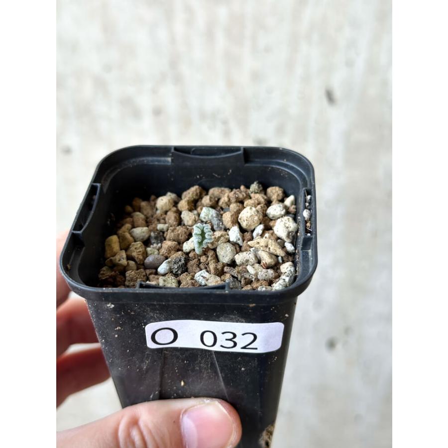 【現品限り】エリオスペルマム・チタノプソイデス【O32】 Eriospermum titanopsoides【植物】塊根植物 夏型 ...