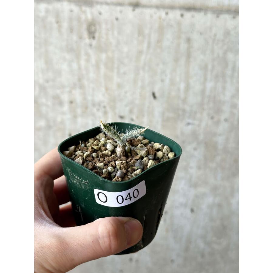 【現品限り】ゲチリス・セトーサ【O40】 Gethyllis setosa【植物】塊根植物 夏型 コーデックス : プラント ブラザーズ ...