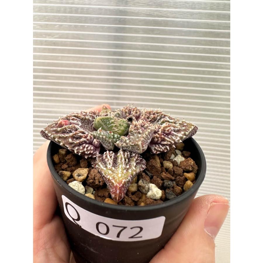 【現品限り】フォーカリア 荒波【Q72】 Faucaria tuberculosa ‘Aranami’【植物】塊根植物 夏型 コーデックス ...