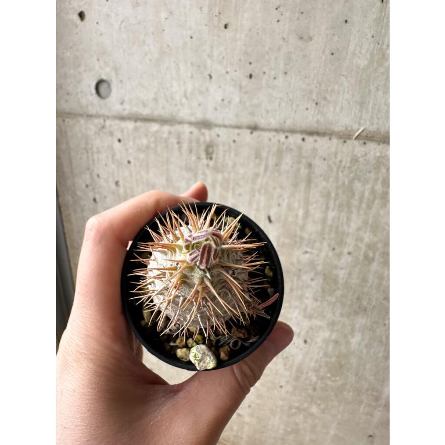 【現品限り】パキポディウム・グラキリス【S33】 Pachypodium gracilius【植物】塊根植物 夏型 コーデックス : プラント ブラザーズ - 通販 - Yahoo!ショッピング