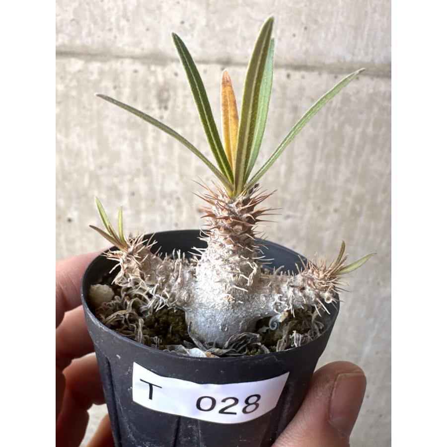 【現品限り】パキポディウム・グラキリス【T28】 Pachypodium gracilius【植物】塊根植物 夏型 コーデックス : プラント ブラザーズ - 通販 - Yahoo!ショッピング