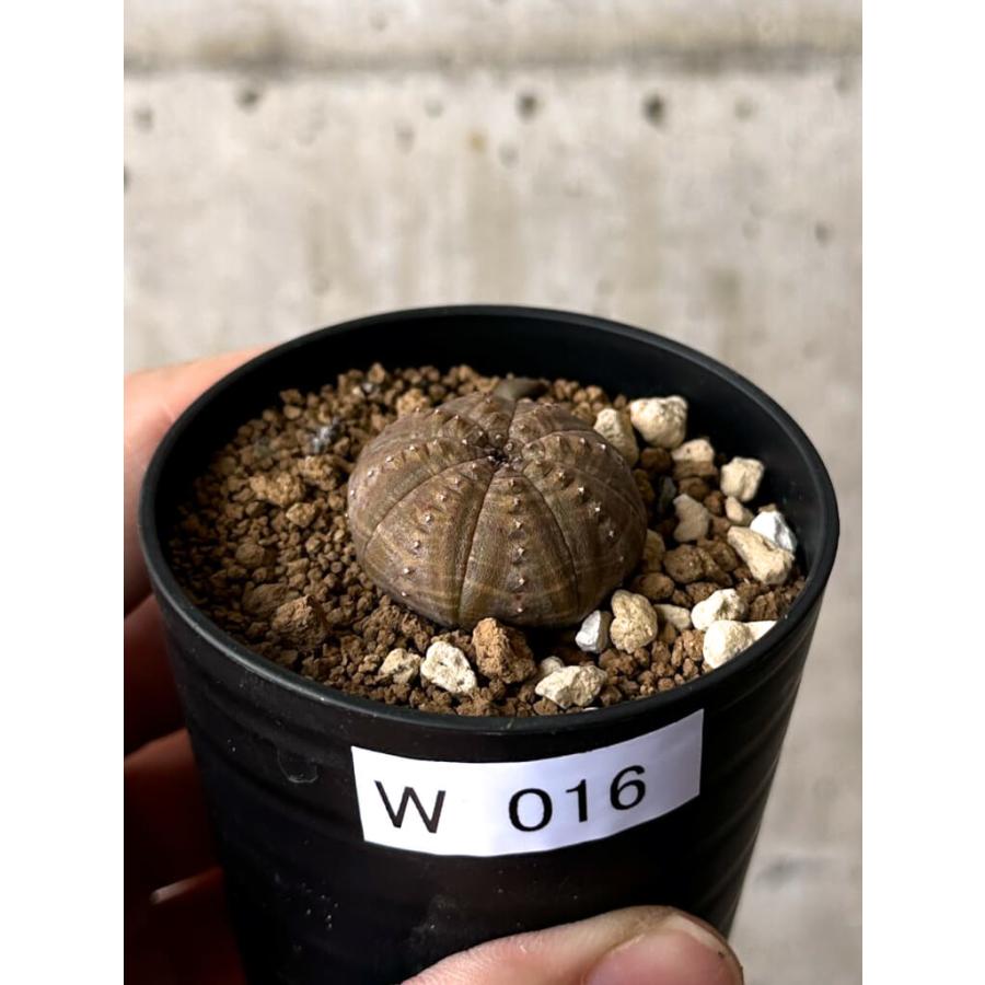 【現品限り】ユーフォルビア・オベサ【W16】 Euphorbia obesa【植物】塊根植物 夏型 コーデックス : プラント ブラザーズ - 通販 - Yahoo!ショッピング