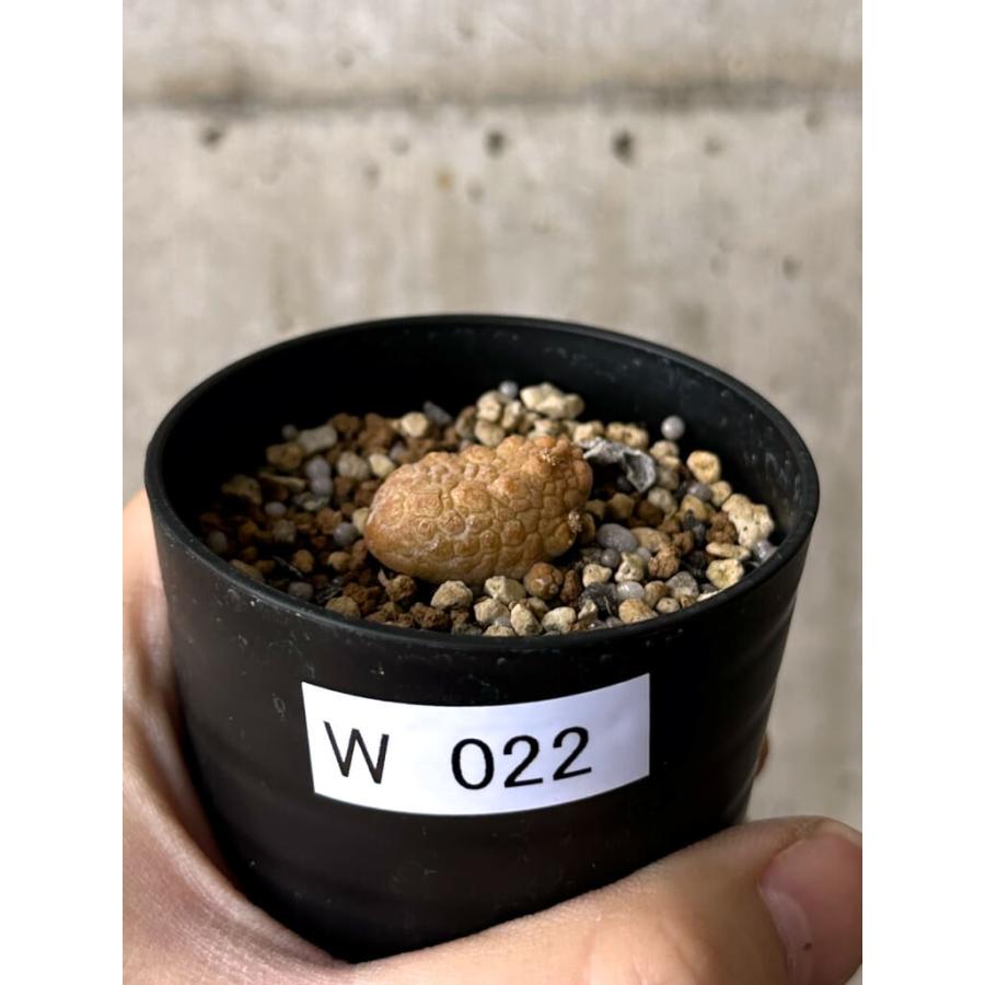 【現品限り】プセウドリトス・カプトヴィペラエ【W22】 pseudolithos caput viperae【植物】塊根植物 夏型 ...