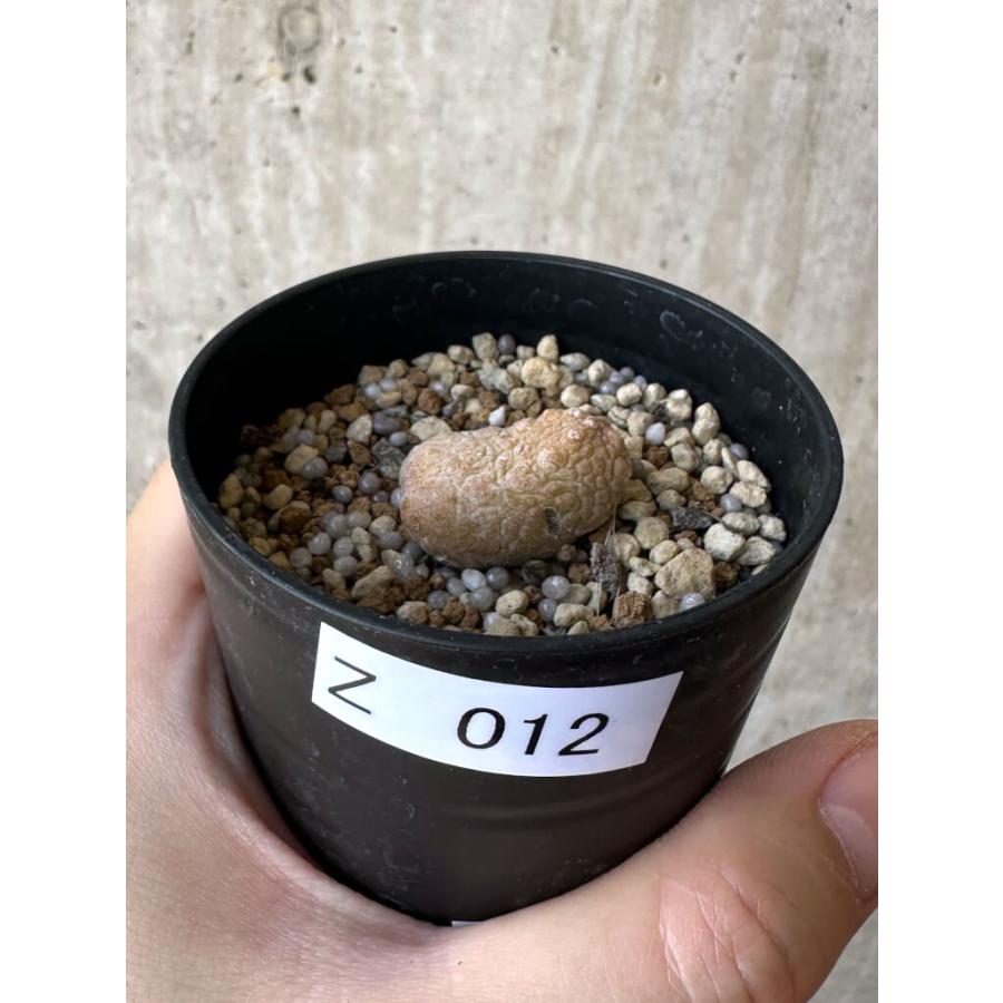 【現品限り】プセウドリトス・カプトヴィペラエ【Z12】 pseudolithos caput viperae【植物】塊根植物 夏型 ...