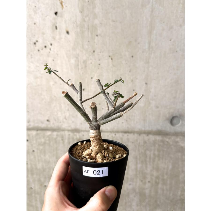 【現品限り】アデニア・サブセシフォリア 実生【AF21】 Adenia subsessilifolia【植物】塊根植物 夏型 コーデックス ...