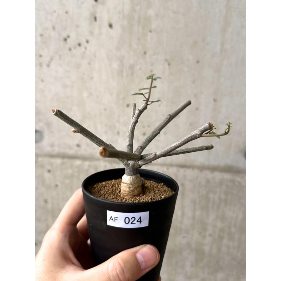 【現品限り】アデニア・サブセシフォリア 実生【AF24】 Adenia subsessilifolia【植物】塊根植物 夏型 コーデックス ...