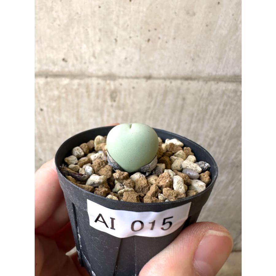 【現品限り】コノフィツム・カルキュラス【AI15】 Conophytum calculus【植物】塊根植物 夏型 コーデックス : プラント ...