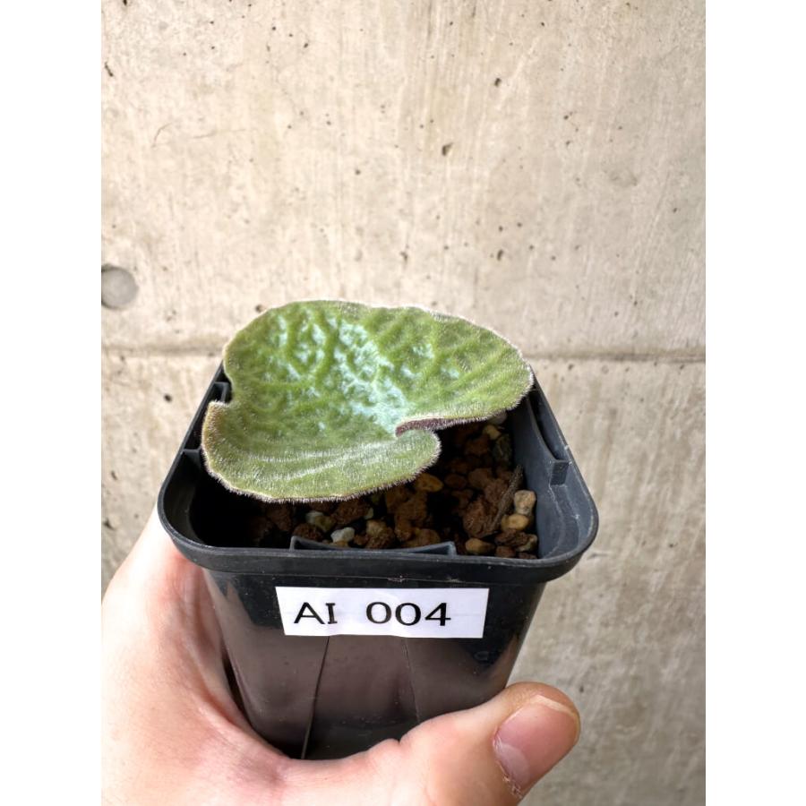 【現品限り】チレコドン・シングラリス【AI4】 Tylecodon singularis【植物】塊根植物 夏型 コーデックス : プラント ...