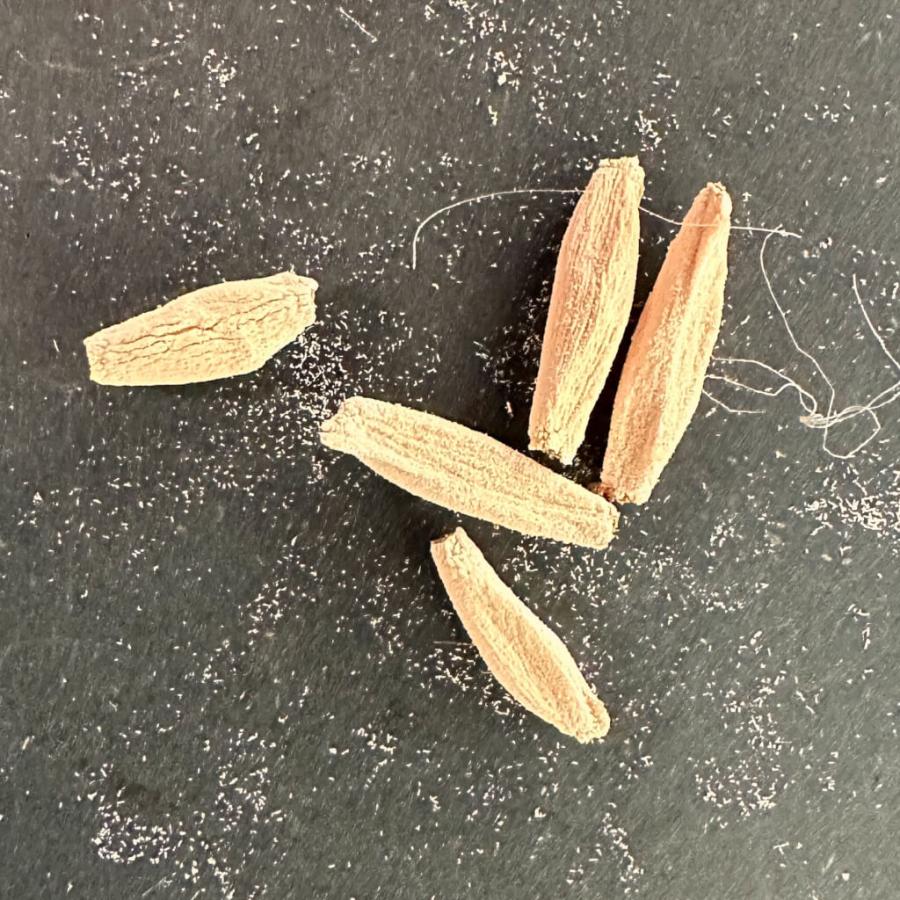 【種子】アデニウム・ブラックスキン SPR × DDC 5s Adenium Blackskin : プラント ブラザーズ - 通販 - Yahoo!ショッピング