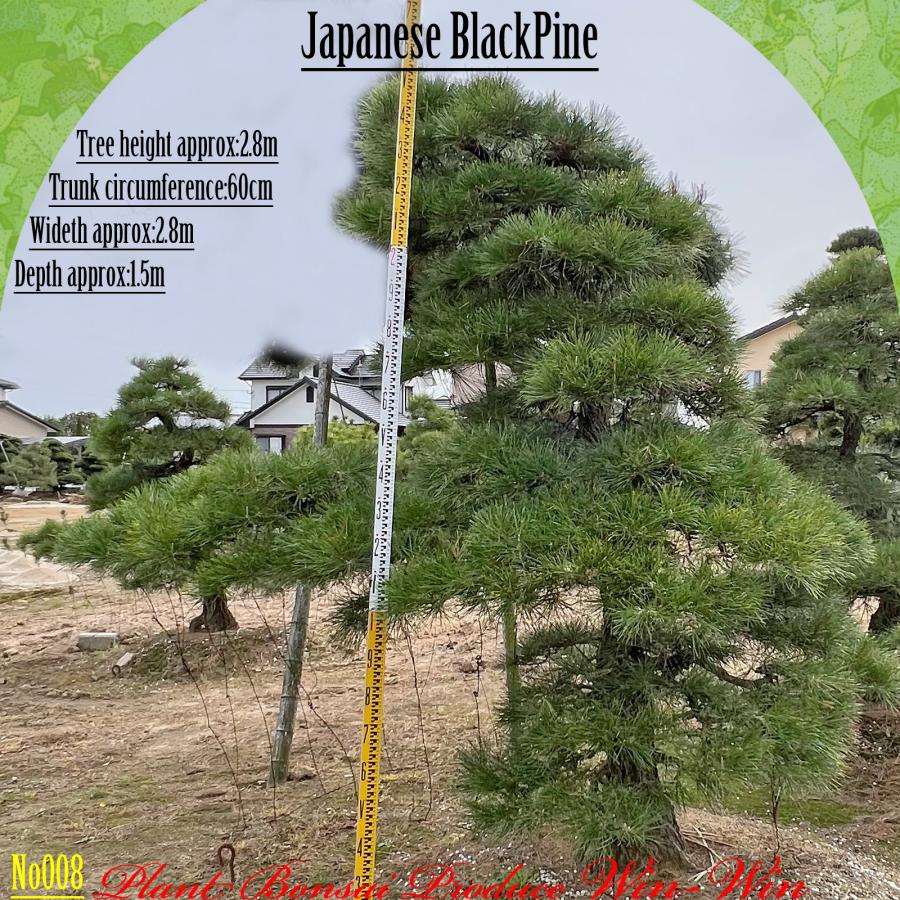2025年 植木 黒松(クロマツ)の中樹 No8 F-1 : PLANT・BONSAI・Produce・WIN-WIN - 通販 - Yahoo!ショッピング