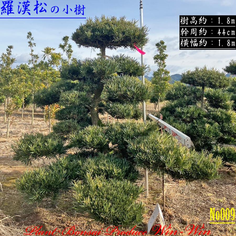 2025 New Release 美景美観 羅漢松(ラカンマツ)の小樹 (仕立て物) No9 : PLANT・BONSAI・Produce・WIN-WIN - 通販 - Yahoo!ショッピング