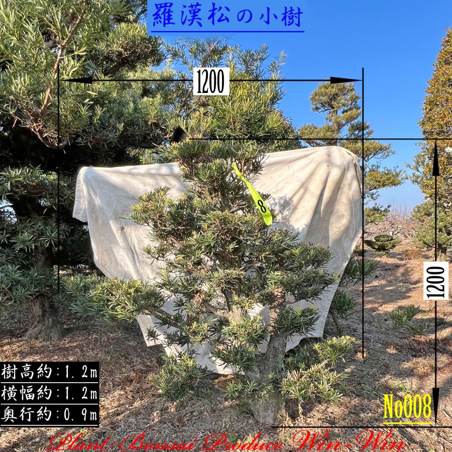 2025 New Release 美景美観 羅漢松(ラカンマツ)の小樹 (仕立て物) No8 : PLANT・BONSAI・Produce・WIN-WIN - 通販 - Yahoo!ショッピング