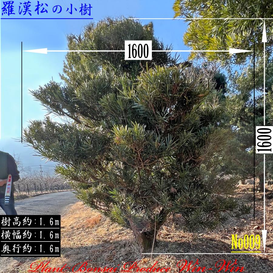 2025 New Release 美景美観 羅漢松(ラカンマツ)の小樹 (仕立て物) No9 : PLANT・BONSAI・Produce・WIN-WIN - 通販 - Yahoo!ショッピング