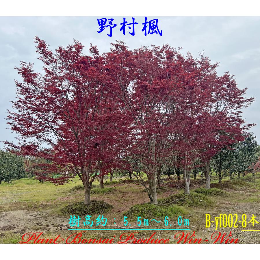 New Release 2024年 美景美観 野村紅葉(ノムラモミジ)の大樹 No1〜No8 : PLANT・BONSAI・Produce・WIN-WIN - 通販 - Yahoo!ショッピング
