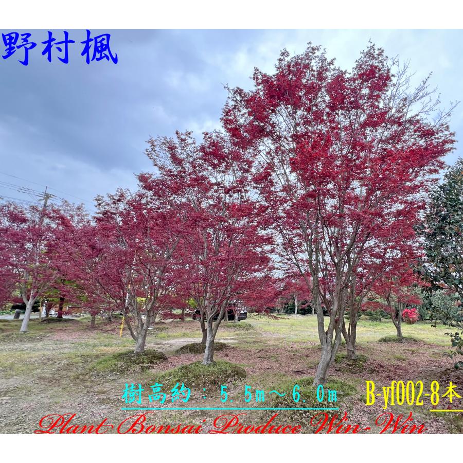 New Release 2024年 美景美観 野村紅葉(ノムラモミジ)の大樹 No1〜No8 : PLANT・BONSAI・Produce・WIN-WIN - 通販 - Yahoo!ショッピング