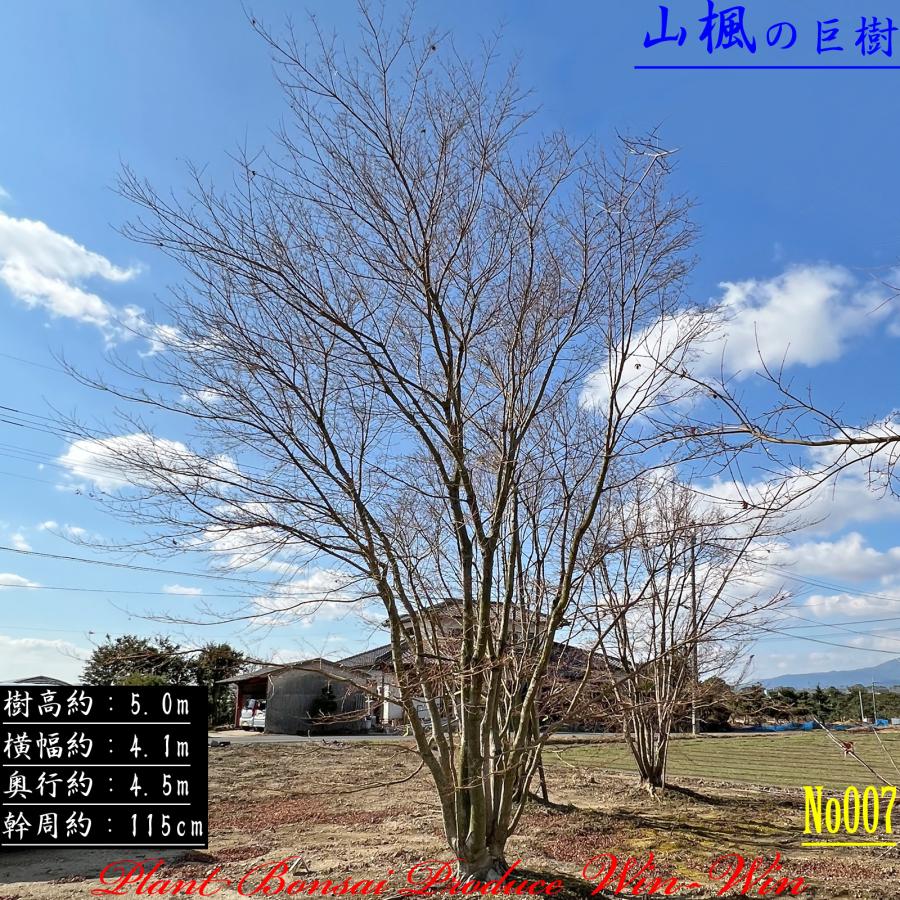 2025年 植木 New Release 美景美観 山紅葉(ヤマモミジ)株立ちの巨樹 No7 : PLANT・BONSAI・Produce・WIN-WIN - 通販 - Yahoo!ショッピング