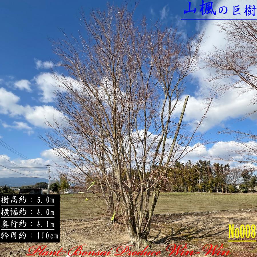 2025年 植木 New Release 美景美観 山紅葉(ヤマモミジ)株立ちの巨樹 No8 : PLANT・BONSAI・Produce・WIN-WIN - 通販 - Yahoo!ショッピング