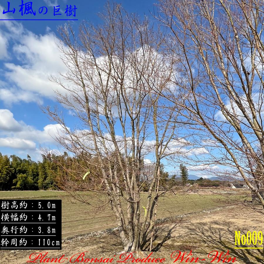 2025年 植木 New Release 美景美観 山紅葉(ヤマモミジ)株立ちの巨樹 No9 : PLANT・BONSAI・Produce・WIN-WIN - 通販 - Yahoo!ショッピング