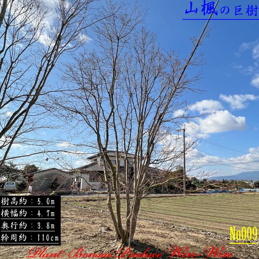 2025年 植木 New Release 美景美観 山紅葉(ヤマモミジ)株立ちの巨樹 No9 : PLANT・BONSAI・Produce・WIN-WIN - 通販 - Yahoo!ショッピング