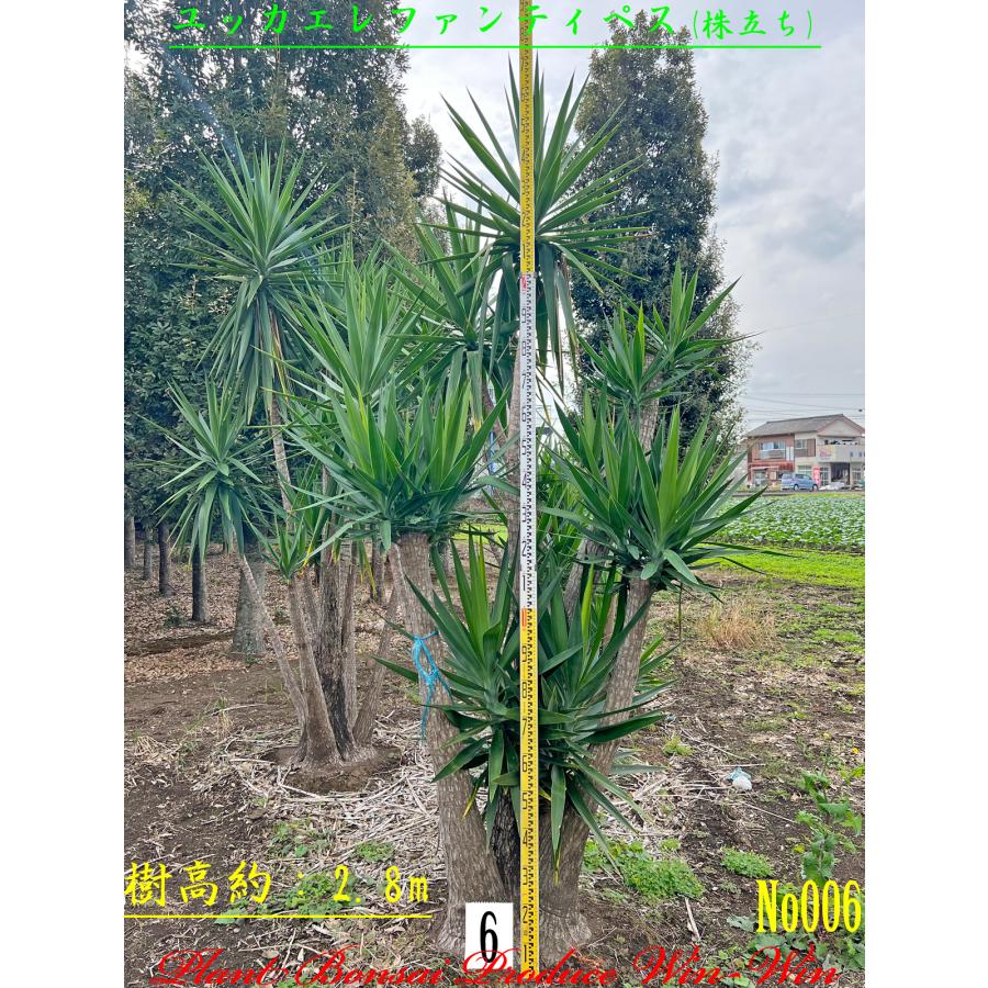 New Release 美景美観 ユッカエレファンティぺス株立ちの中樹 New Release 美景美観 ユッカエレファンティぺス株立ちの中樹