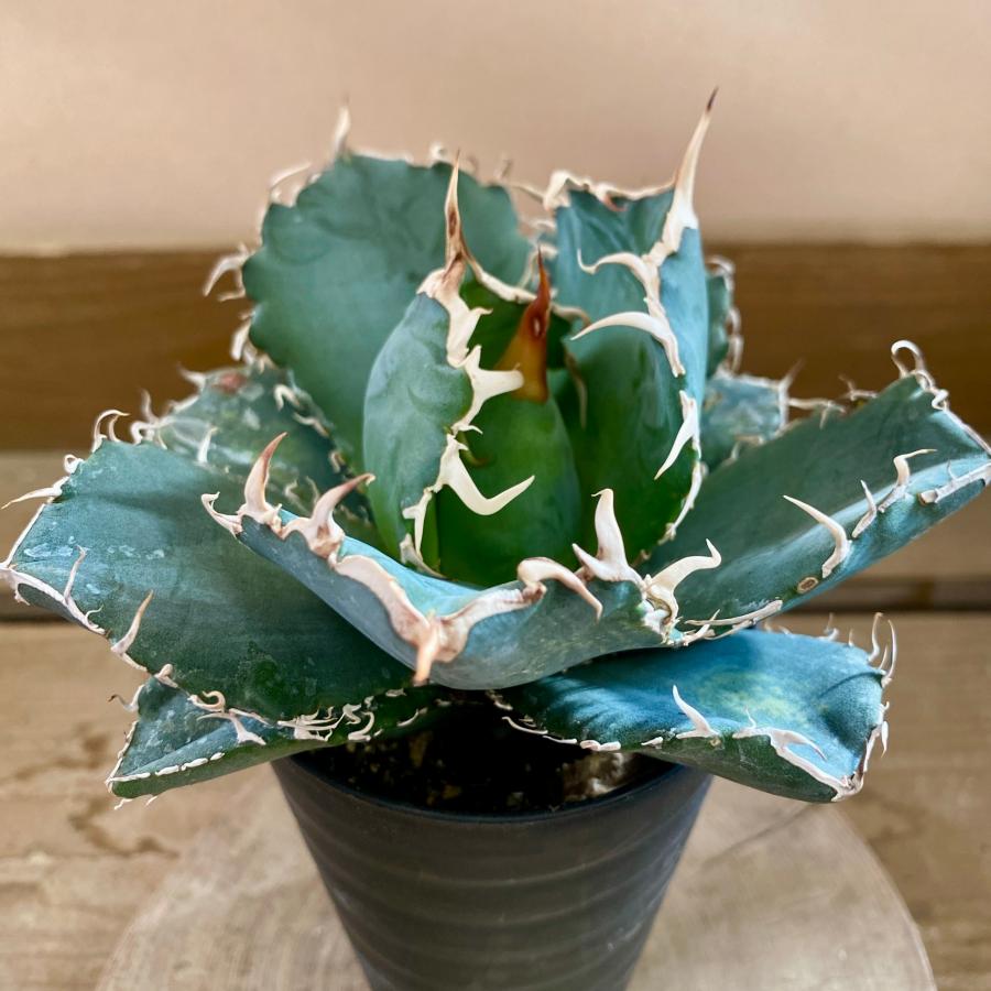 アガベ チタノタ 白鯨 : pl020205 : plantlife - 通販 - Yahoo!ショッピング