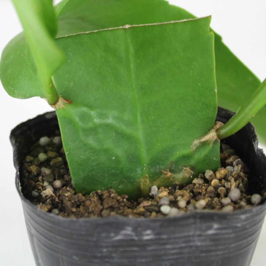 月下美人 3号ポット【サボテン 花無し 多肉植物 白い花 花鉢 おしゃれ グリーン ギフト プレゼント 植物 ゲッカビジン 大輪 ベランダ ガーデニ】 : plants Fululu - 通販 ...