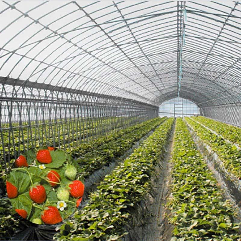 北海道配送不可 農業用フィルム スーパーバーナルライト 厚さ0.1mm × 幅230cm × 長さ100m ハウスのフィルムの張替え作業が削減 昭和パックス カ施 :53818:農業用品販売の ...