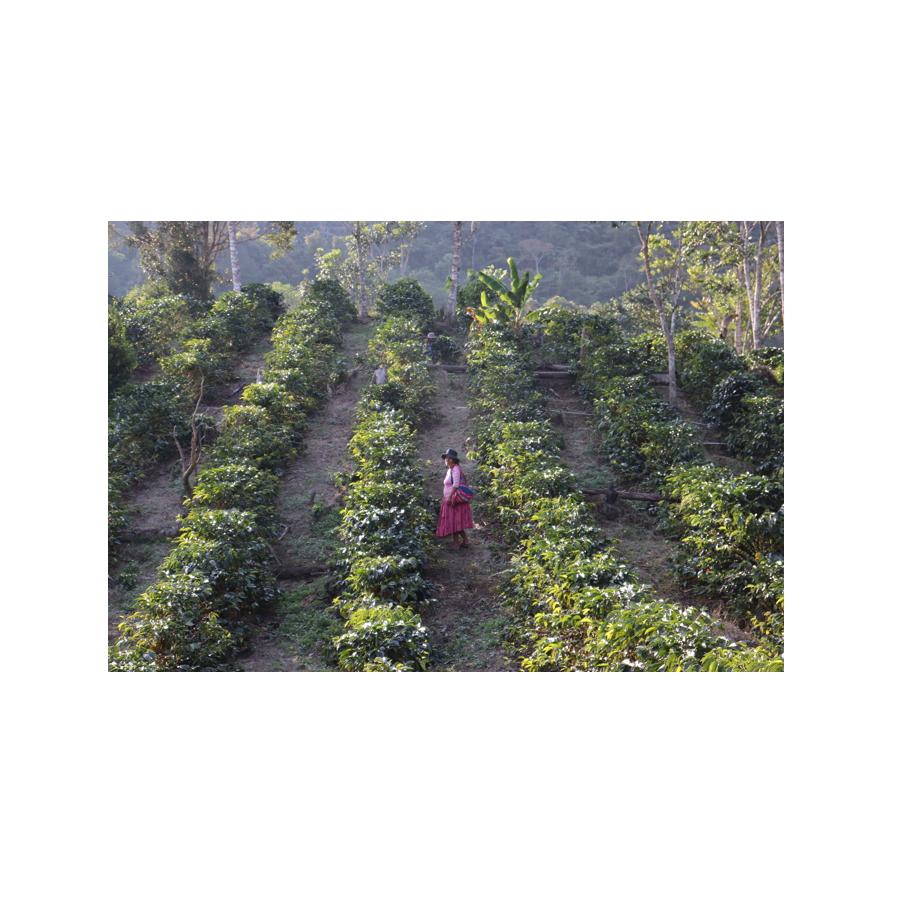 10袋セット ボリビアンコーヒー BOLCO 送料無料 限定ブレンド ドリップバッグ ブレンドコーヒー bolco ボルコ ドリップパック ...