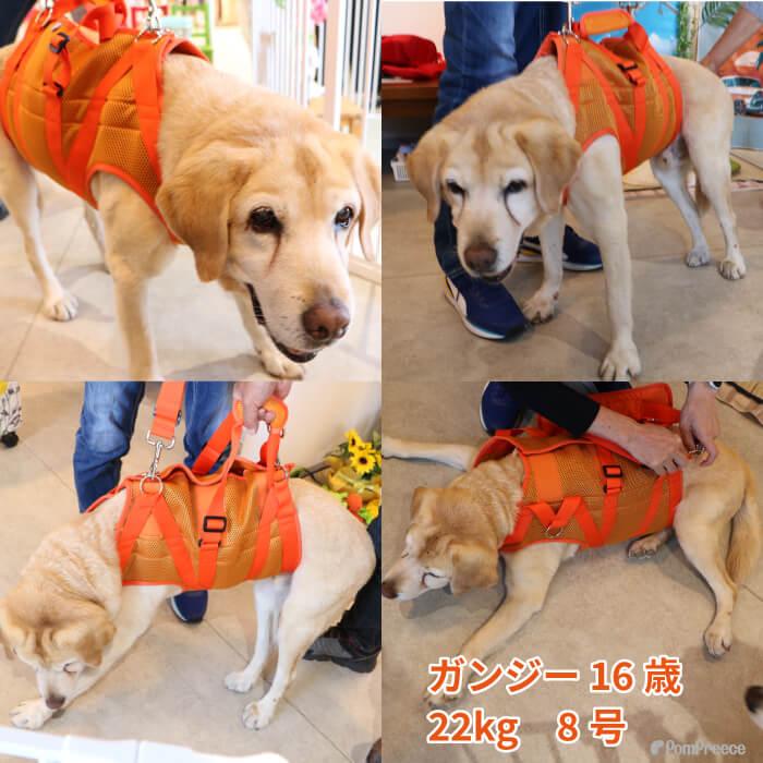 PomPreece 犬 介護用ハーネス 後ろ足 歩行補助 中型犬 歩行サポート 排泄介助 メッシュオールケアハーネス 8・9号 : ポンポリース直営Yahoo!店 - 通販 - Yahoo ...
