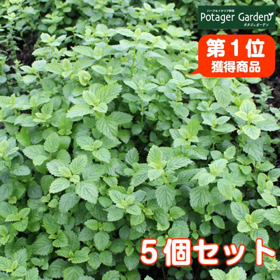 ハーブ 苗 セット レモンバーム 6個(ハーブティー 寄せ植え ハーブ 苗 セット レモンバーム 6個(ハーブティー 寄せ植え