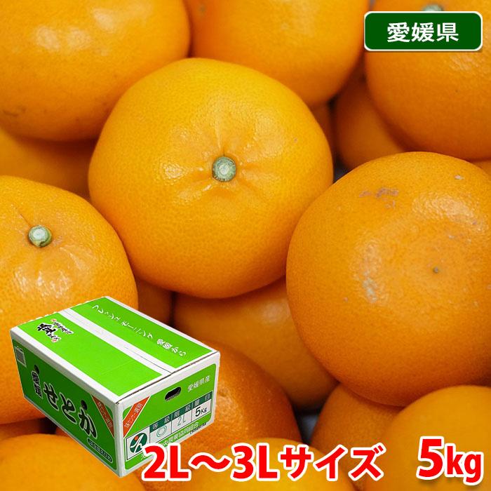 愛媛県産 せとか 優品 2L〜3Lサイズ 5kg （箱） 国産 みかん 柑橘 果物 フルーツ : 生鮮卸売市場 - 通販 - Yahoo!ショッピング