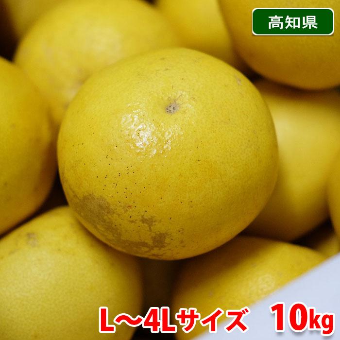 高知県産 土佐文旦 無印 L〜4Lサイズ 10kg （箱） 国産 柑橘 みかん 訳あり : 生鮮卸売市場 - 通販 - Yahoo!ショッピング