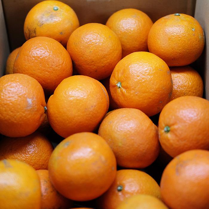 鹿児島県産 たんかん 秀品・L〜3Lサイズ 5kg :11610159:生鮮卸売市場 - 通販 - Yahoo!ショッピング