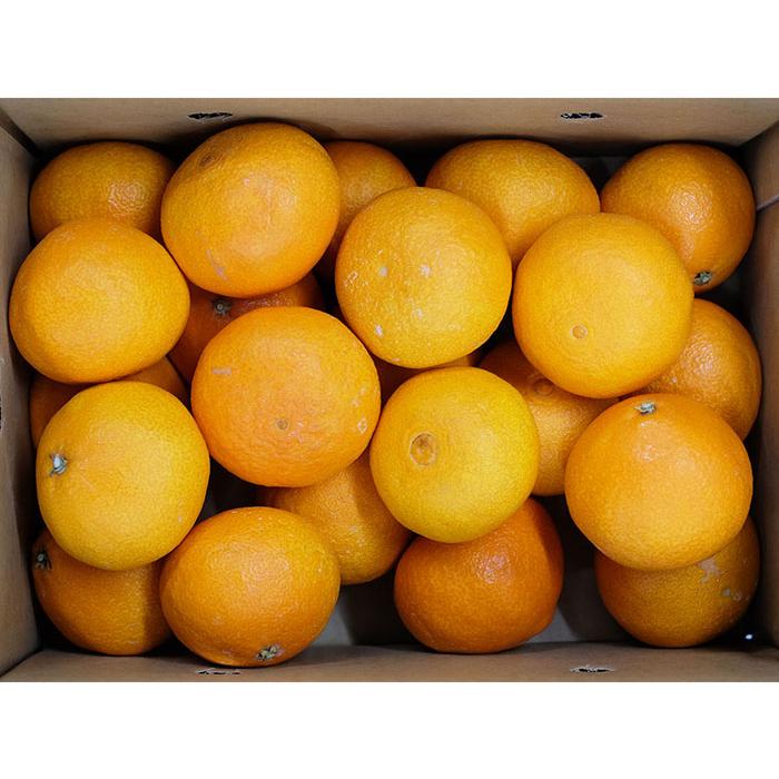 愛媛県産 あいか みかん 2L〜3Lサイズ 5kg （箱） :11610273-1:生鮮卸売市場 - 通販 - Yahoo!ショッピング